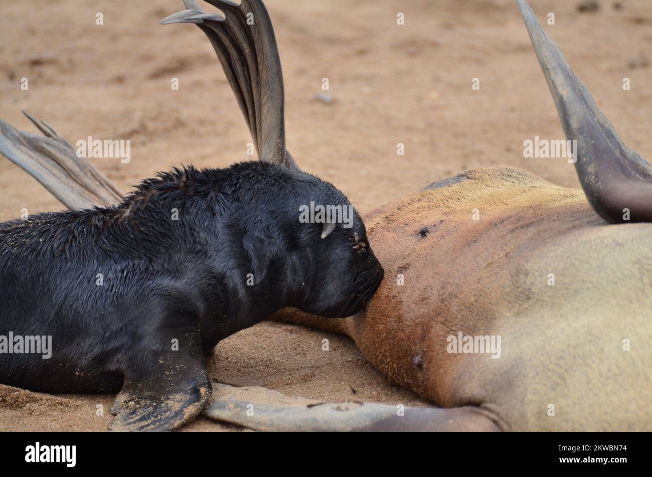 Toddler cape cross Seal reserve Namibia Africa Stock Photo - Alamy