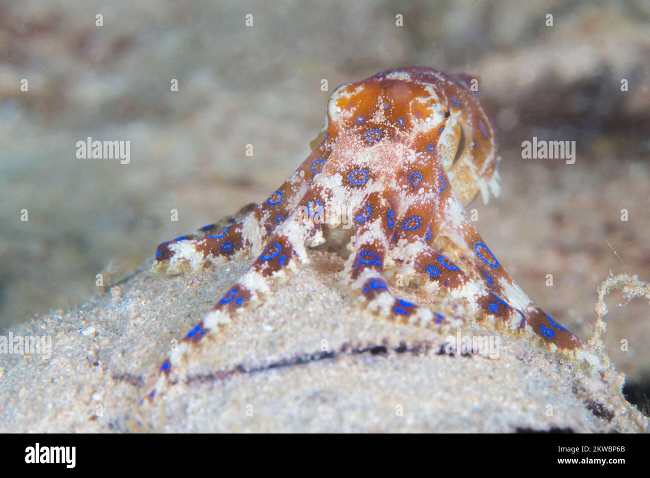 Blue ring Octopus crawling around in the sand Stock Photo - Alamy