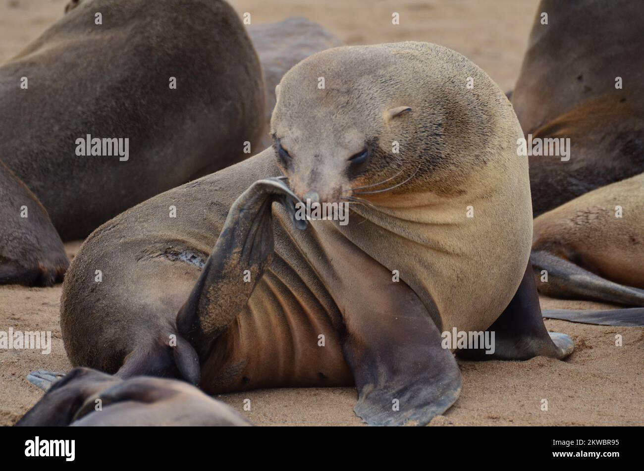 cape cross funny Seal reserve Namibia Africa Stock Photo - Alamy