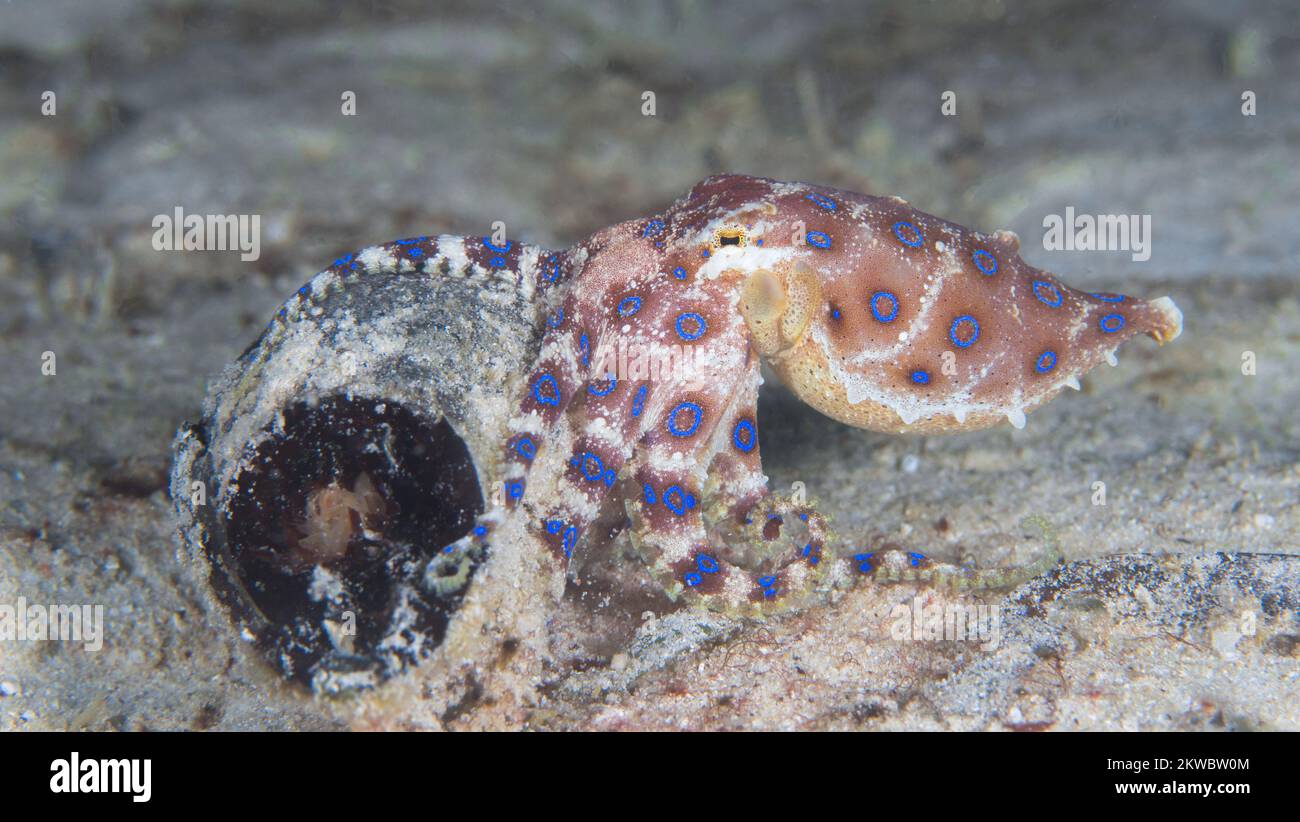 Blue ring Octopus crawling around in the sand Stock Photo - Alamy