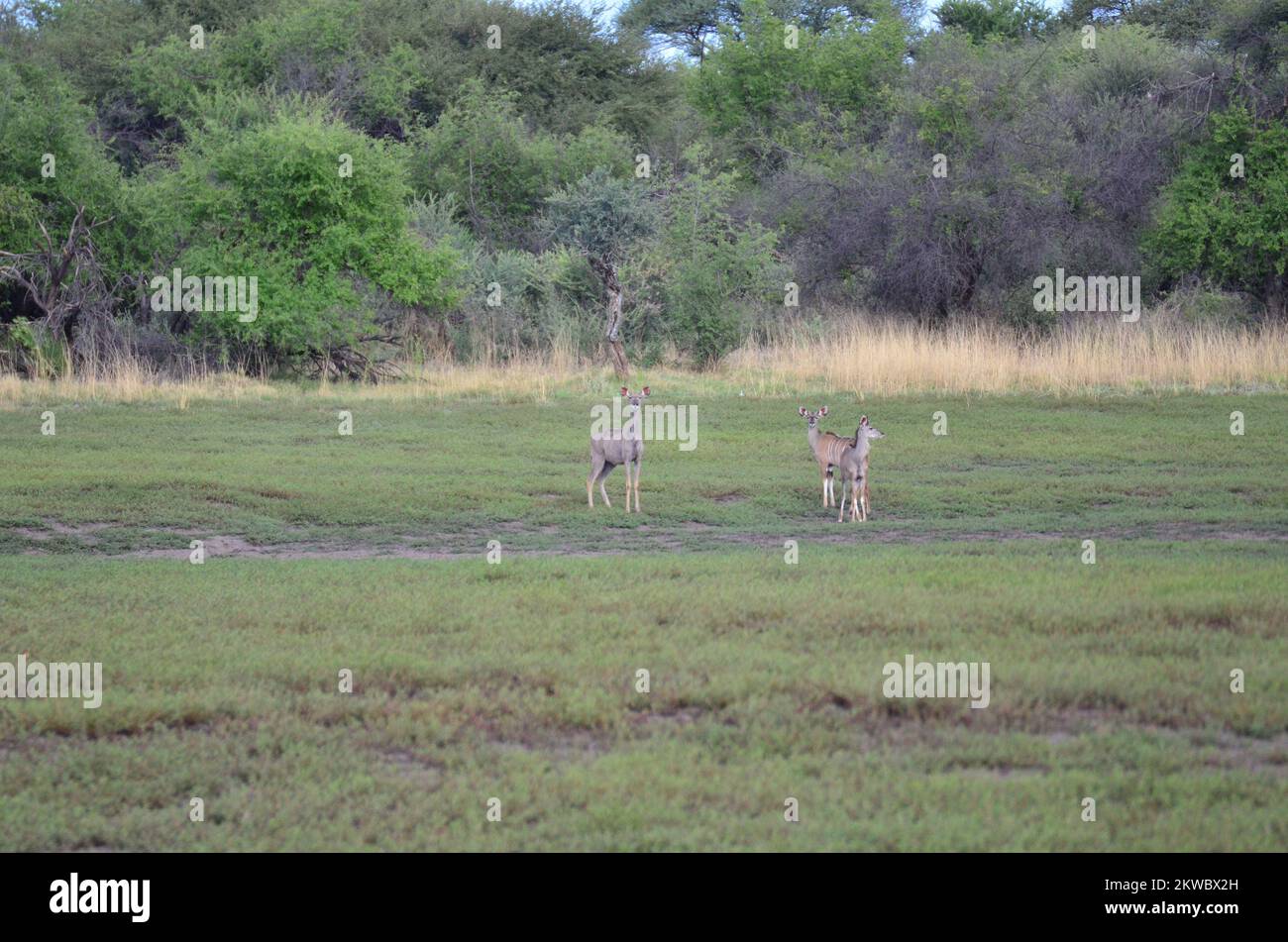 Wild herd of Kudu in Namibia savannah Africa Stock Photo - Alamy