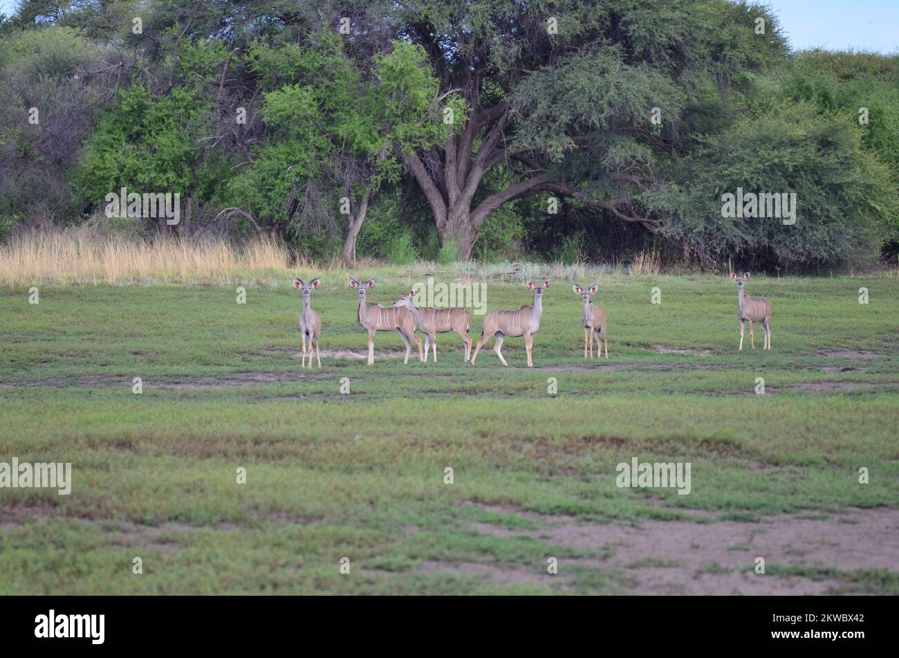 Wild herd of Kudu in Namibia savannah Africa Stock Photo - Alamy