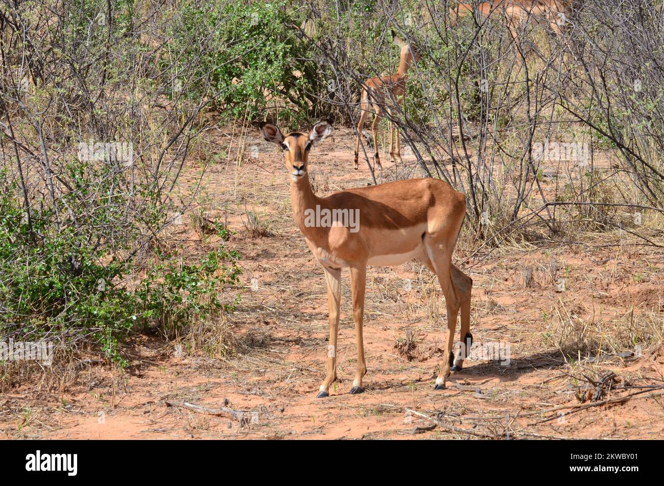 Young Sprinbok in namibia Africa antelope sunny Stock Photo - Alamy