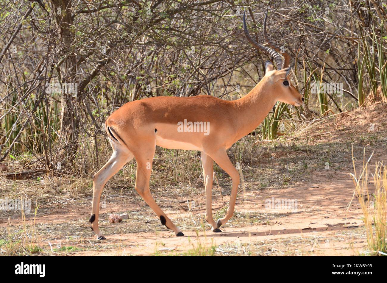 Young Sprinbok in namibia Africa antelope sunny Stock Photo - Alamy