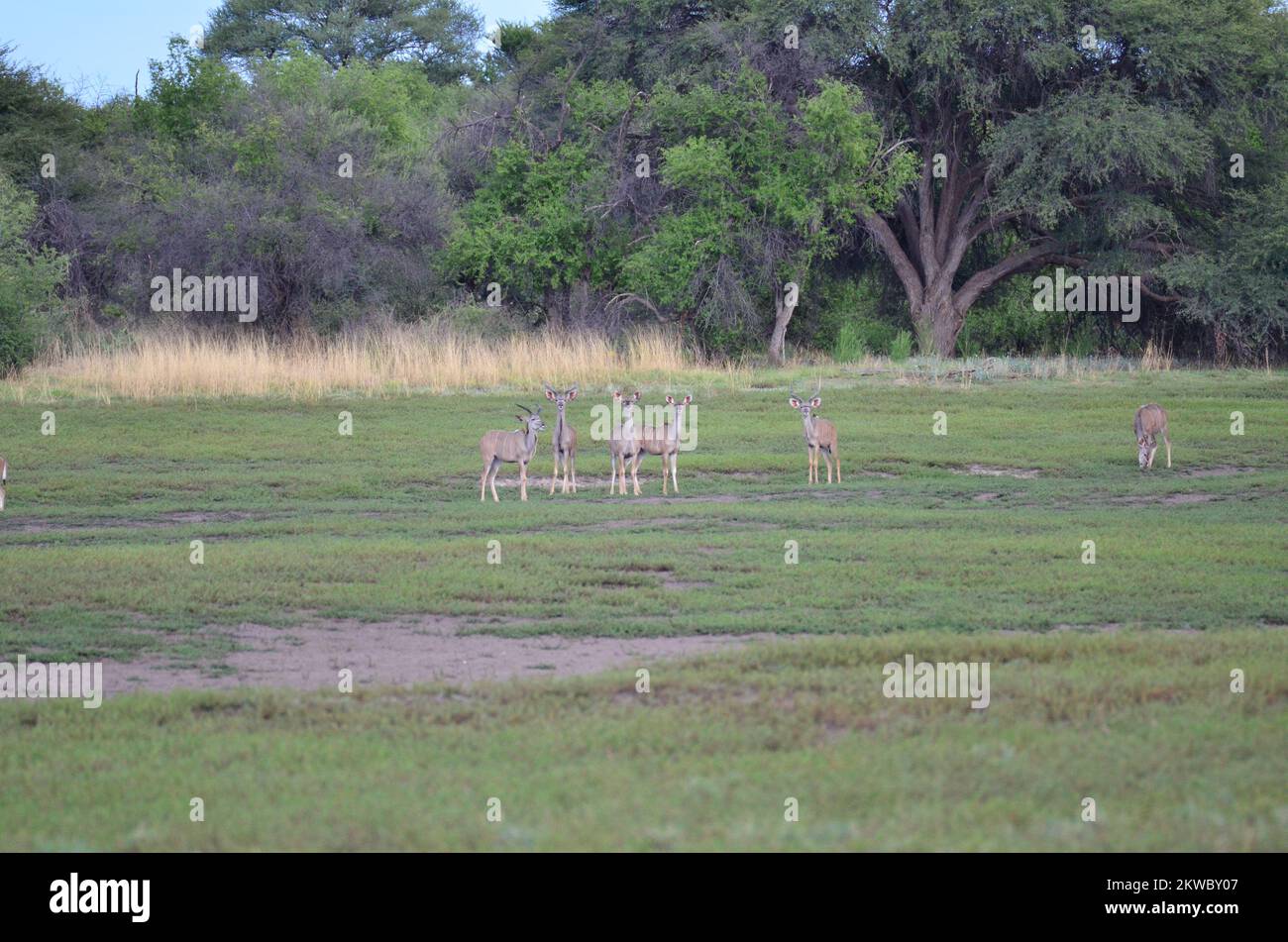 Wild herd of Kudu in Namibia savannah Africa Stock Photo - Alamy