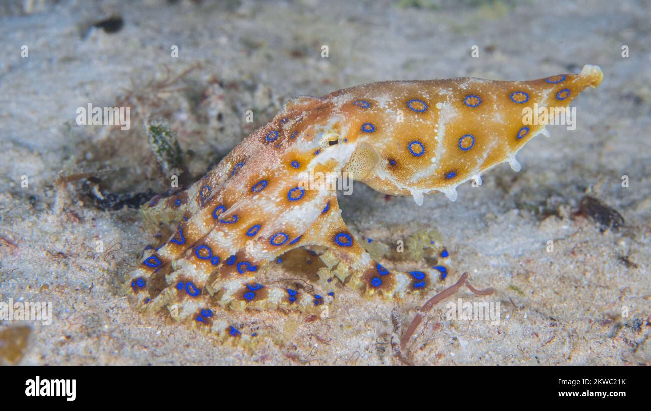 Blue ring Octopus crawling around in the sand Stock Photo - Alamy