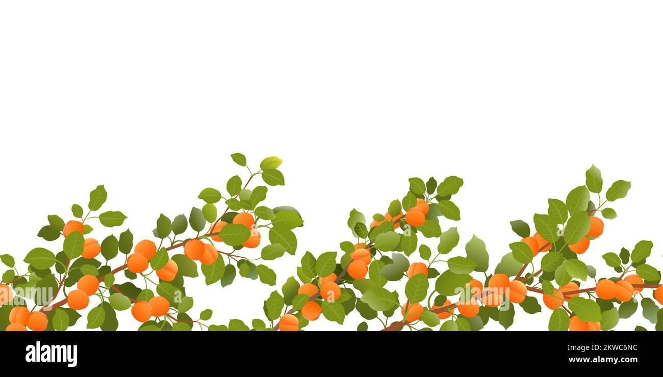 Branch apricot with ripe fruits. Bottom border. Garden plant with ...