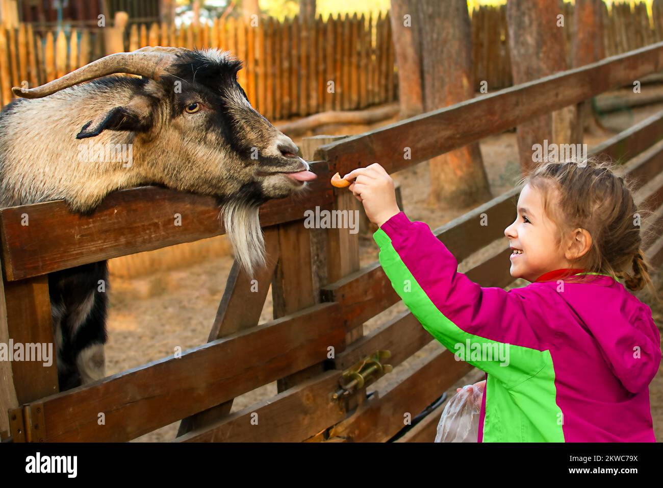 A girl feeds a goat on a farm. Acquaintance of the child with animals ...