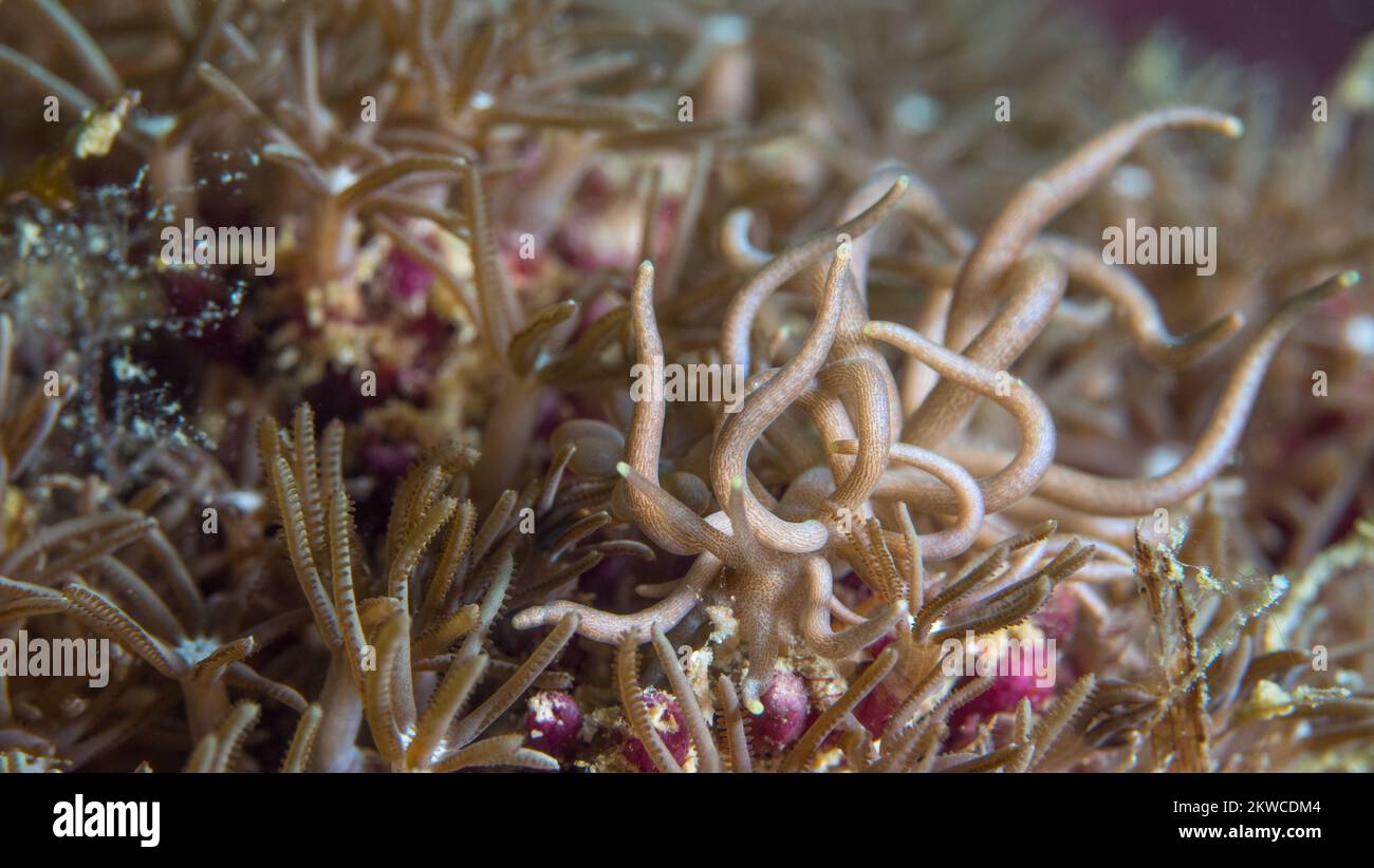Cryptic nudibranch sea slug camouflages in with its surroundings on ...