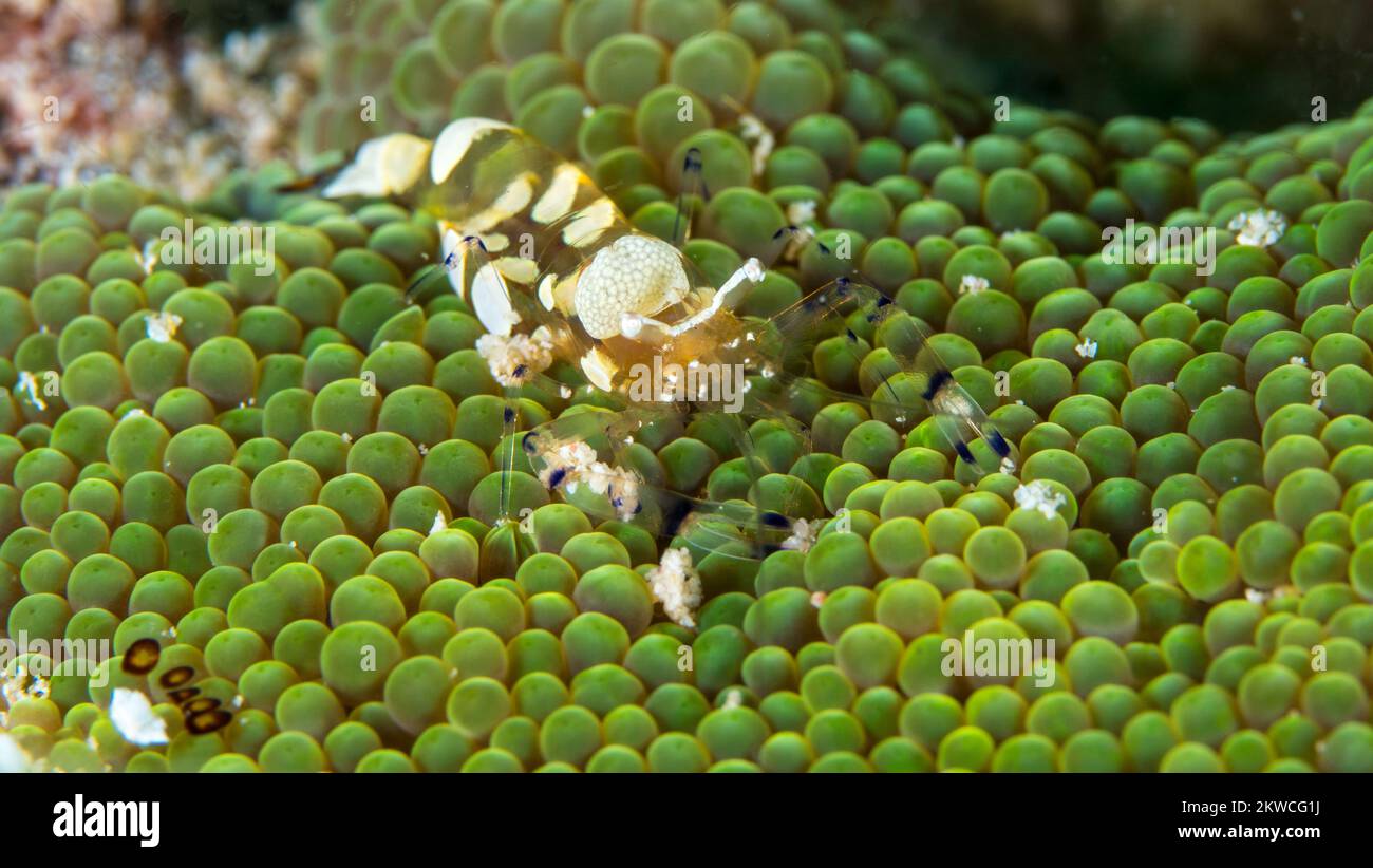 Colourful reef shrimp on healthy coral reef in the Indo Pacific Stock ...