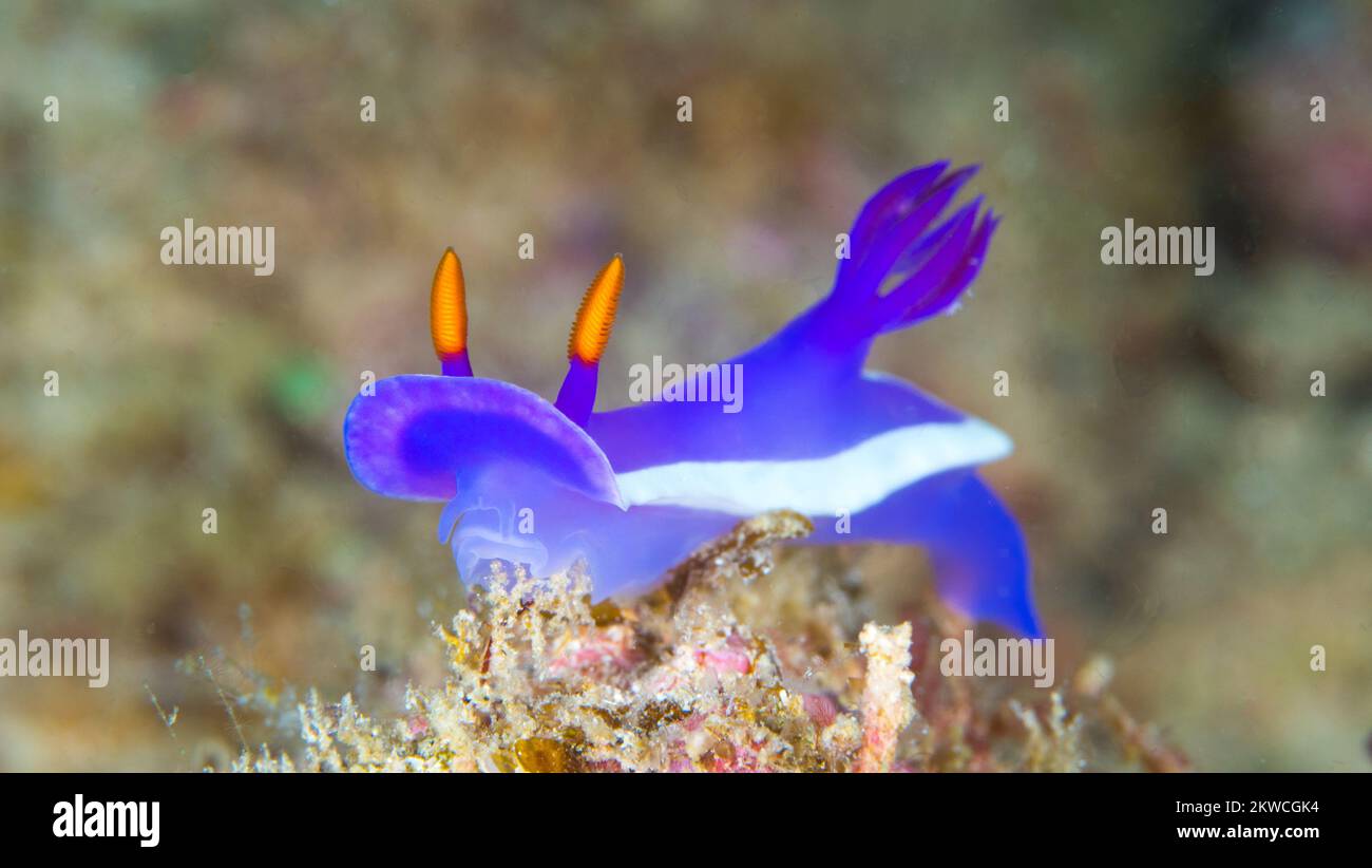 Colorful nudibranch sea slug crawling above coral reef in the Indo ...