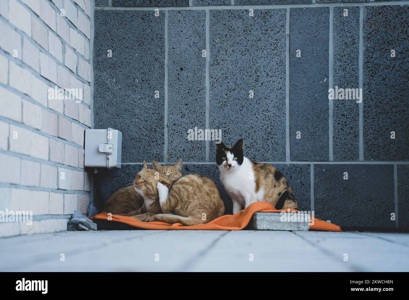 3 cats in Yeongjong Island, Incheon, Korea Stock Photo - Alamy