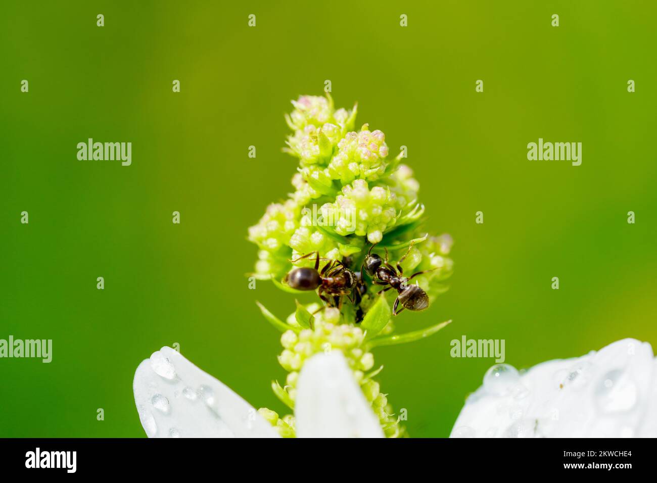 Ants gather nectar from a plant. Insects close-up Stock Photo - Alamy
