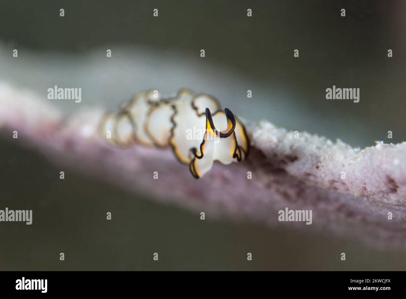 Beautiful design on marine flat worm underwater on coral reef Stock ...