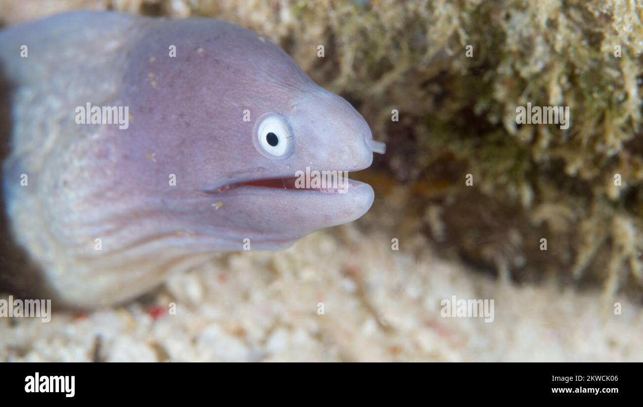 Eel on coral reef - Spotting wildlife while scuba diving the best dive ...