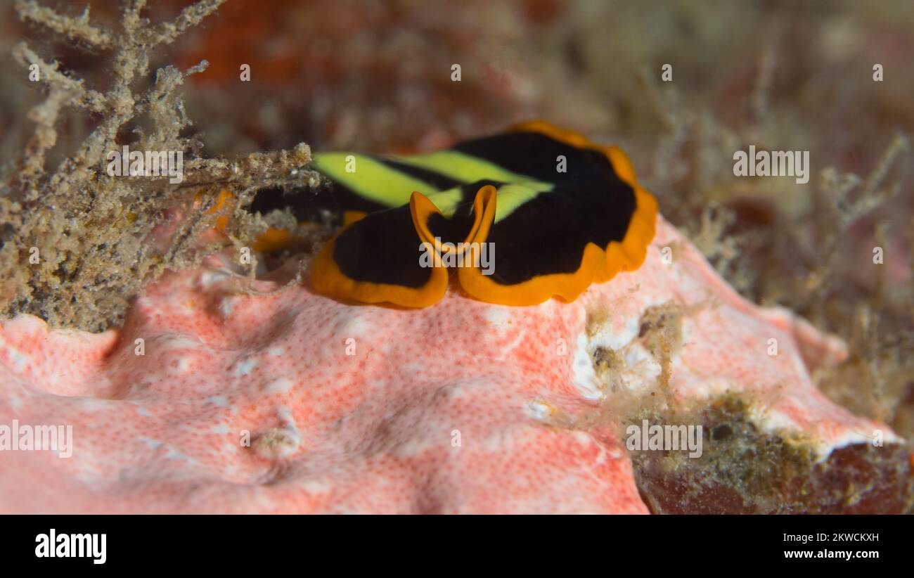 Beautiful design on marine flat worm underwater on coral reef Stock ...