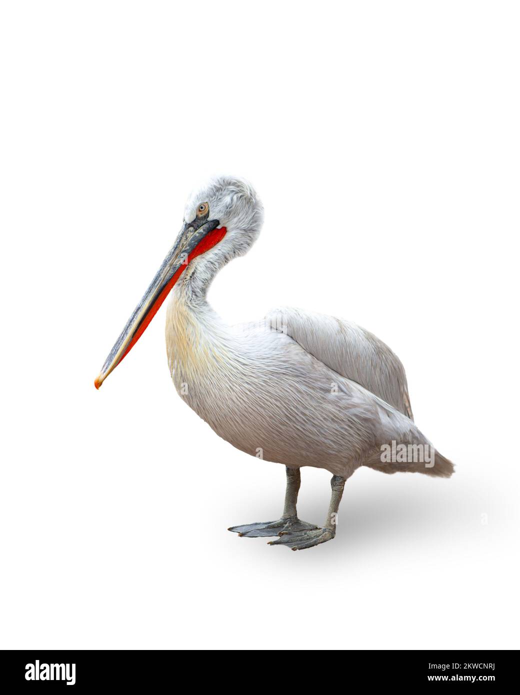 Image of pelican, bird isolated over white background. Nature ...