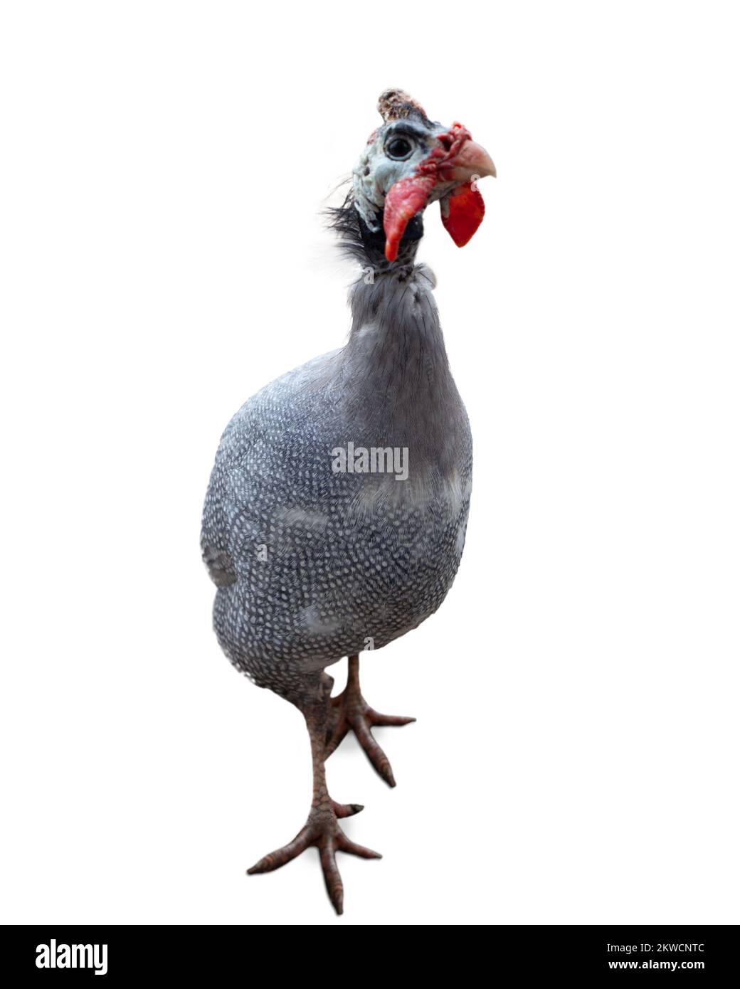 Helmeted guineahen hi-res stock photography and images - Alamy