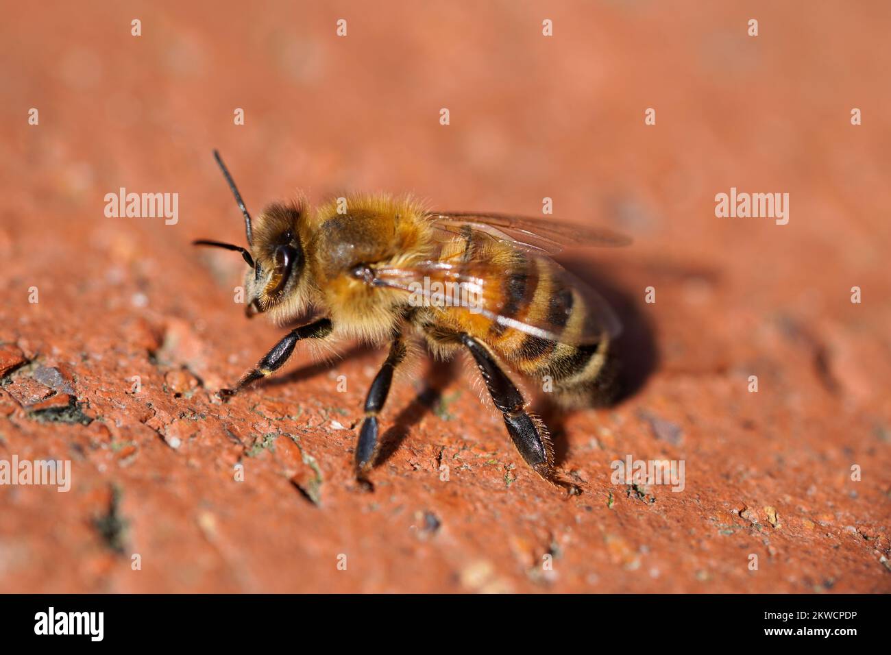 Bee close-up. Apis mellifera Stock Photo - Alamy