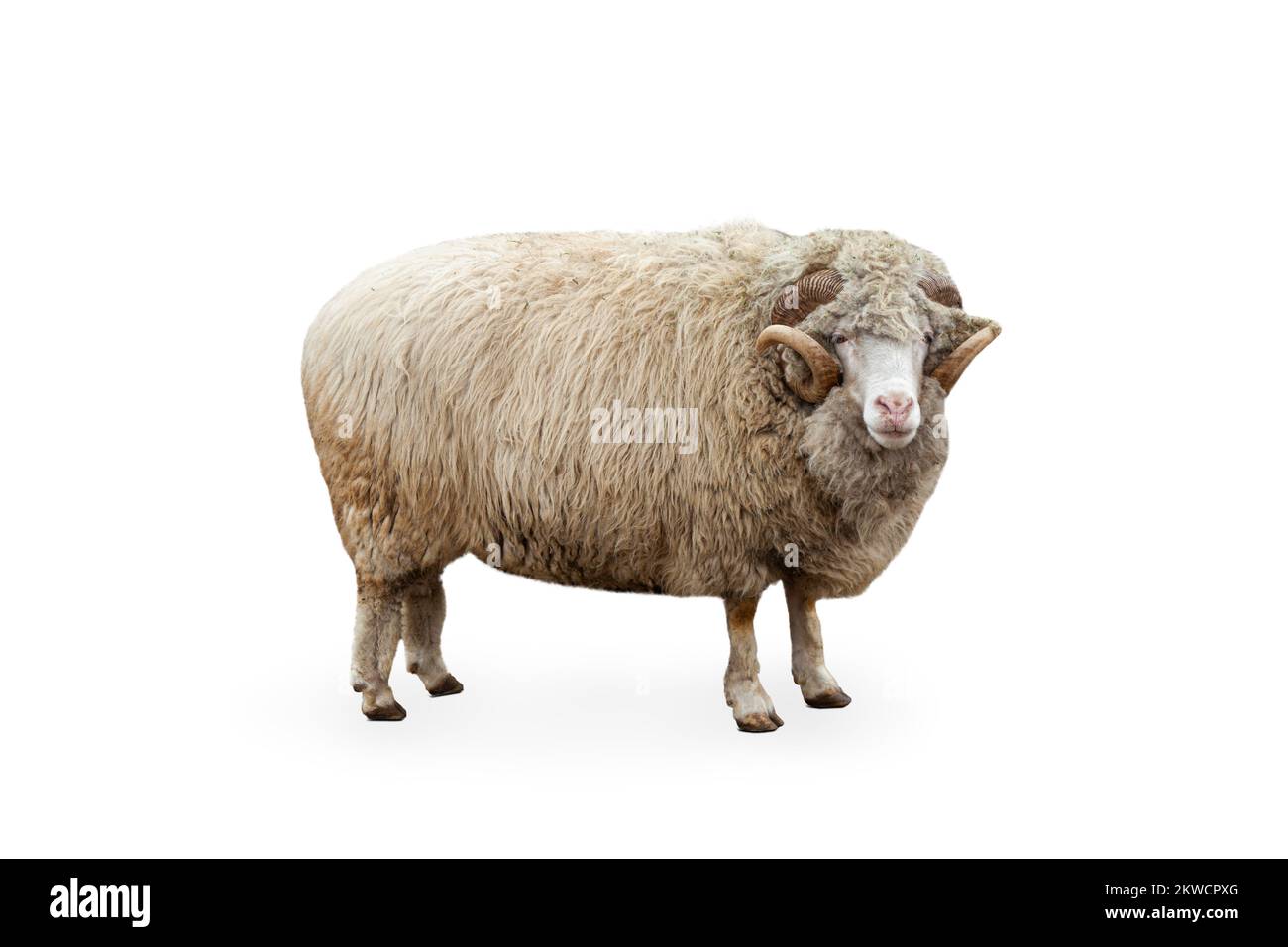 Sheep head side view Cut Out Stock Images & Pictures - Alamy