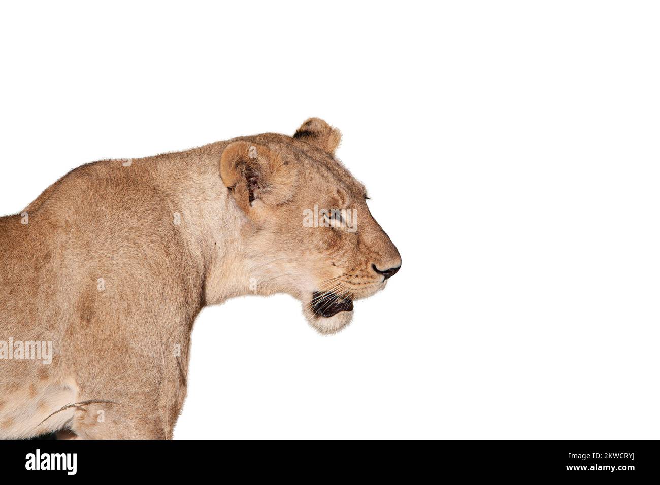 Side view image of female lion roaring isolated over white background ...