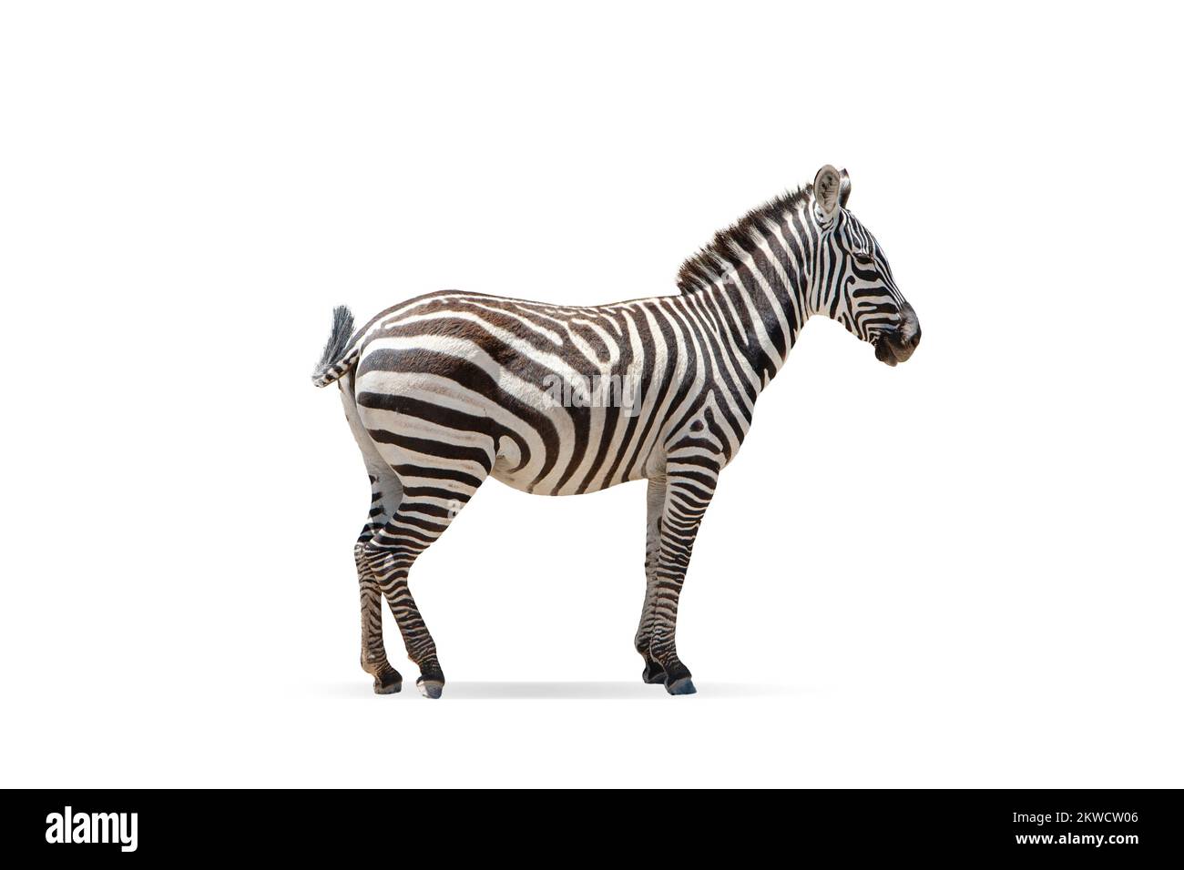 Beautiful zebra isolated over white background. Side view image. Concept of animal, travel, zoo ...