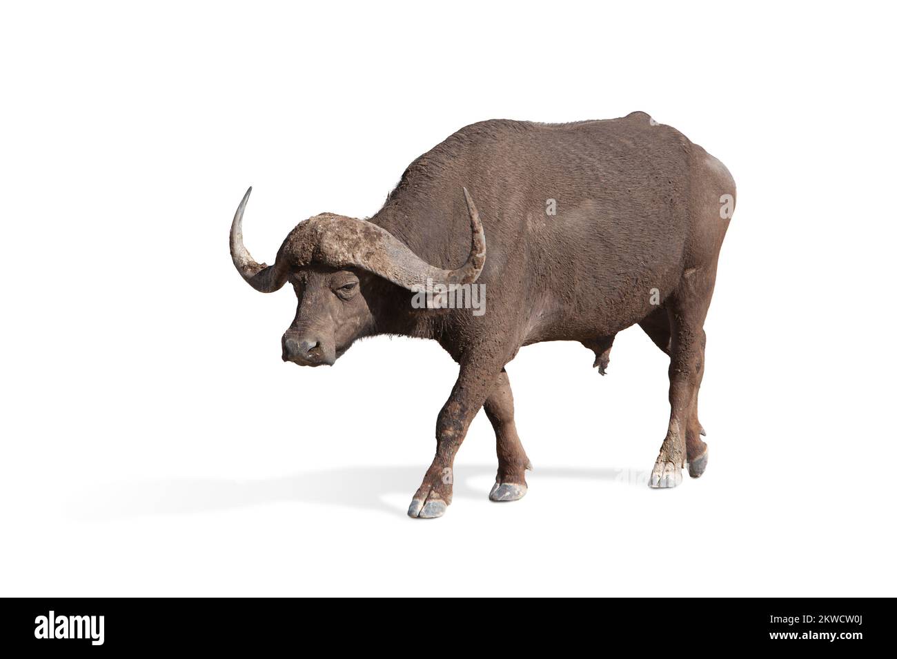 Side view image of mature buffalo isolated over white background ...