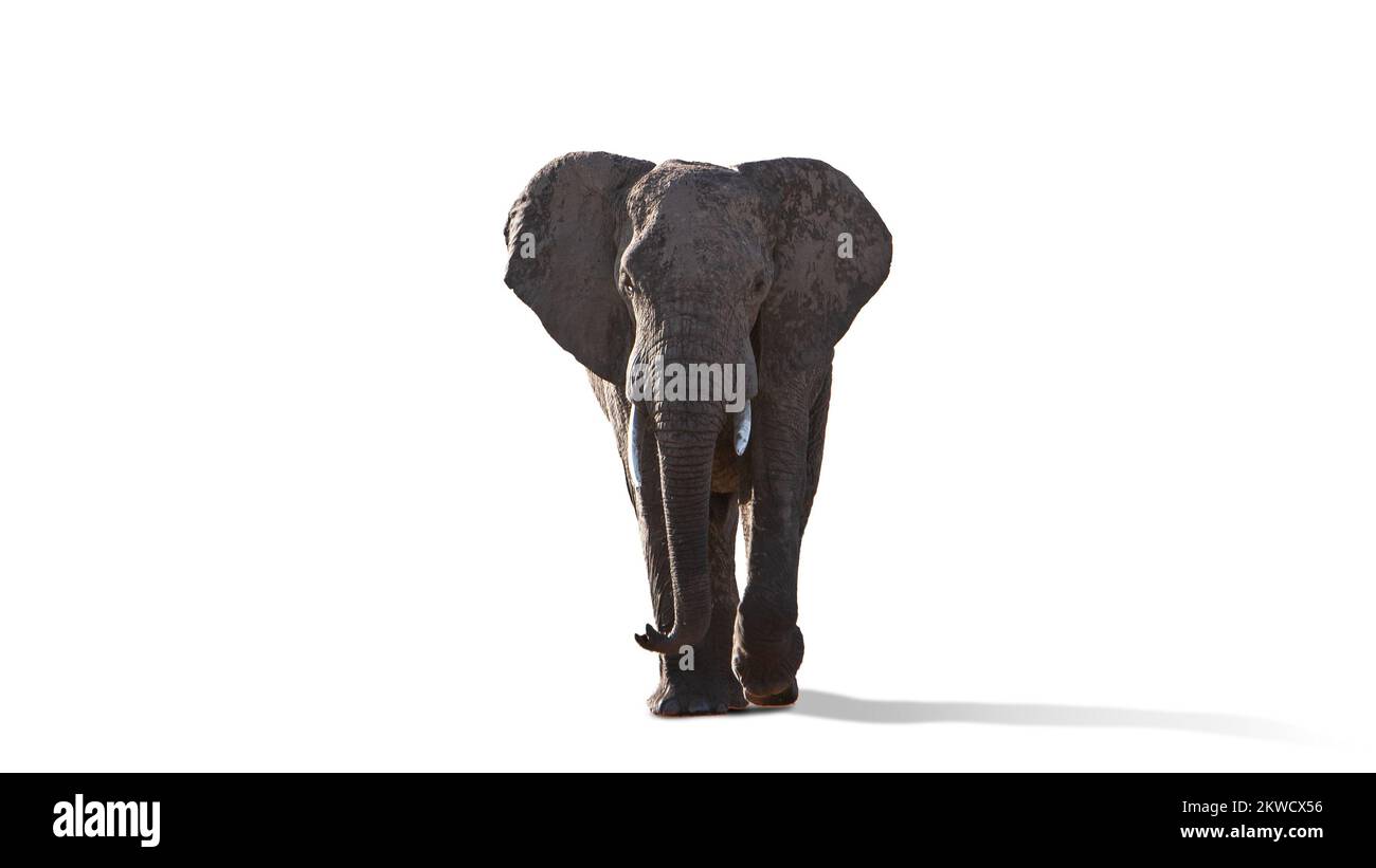 Big grey elephant walking isolated over white background. Front view ...