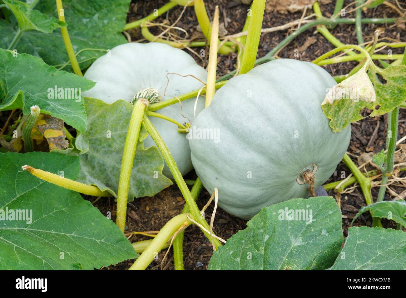 Cucurbita pepo Crown Prince, winter squash Crown Prince, grey skinned ...