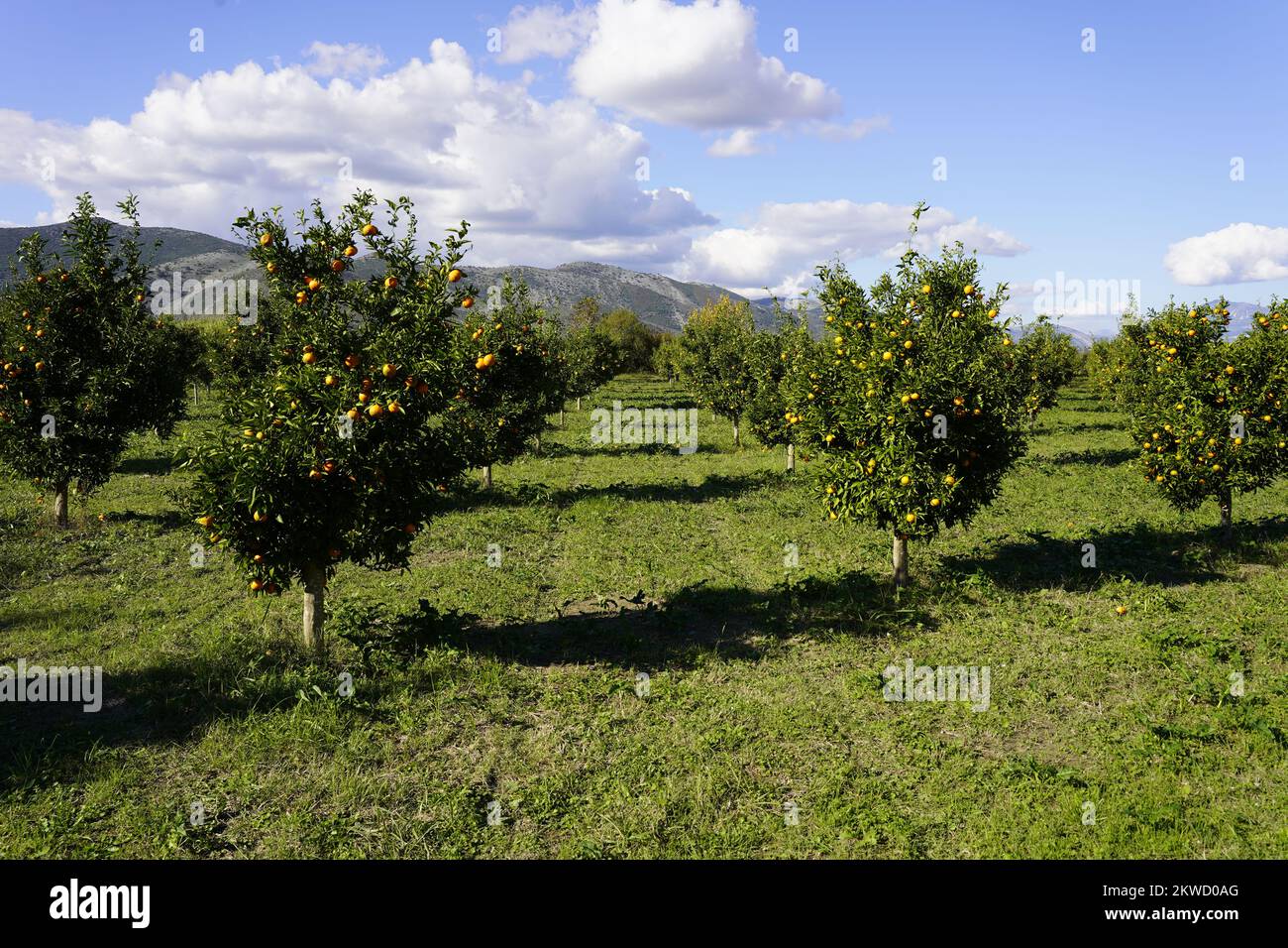 Tangerine Tree Garden Fresh Juicy Natural Mandarins Farming And ...