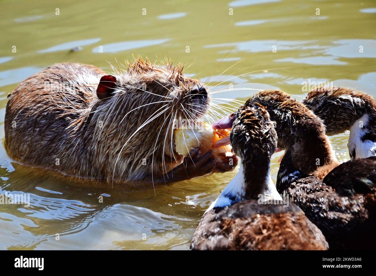 Nutria and ducks eat one piece of bread for all. Funny animal moment ...