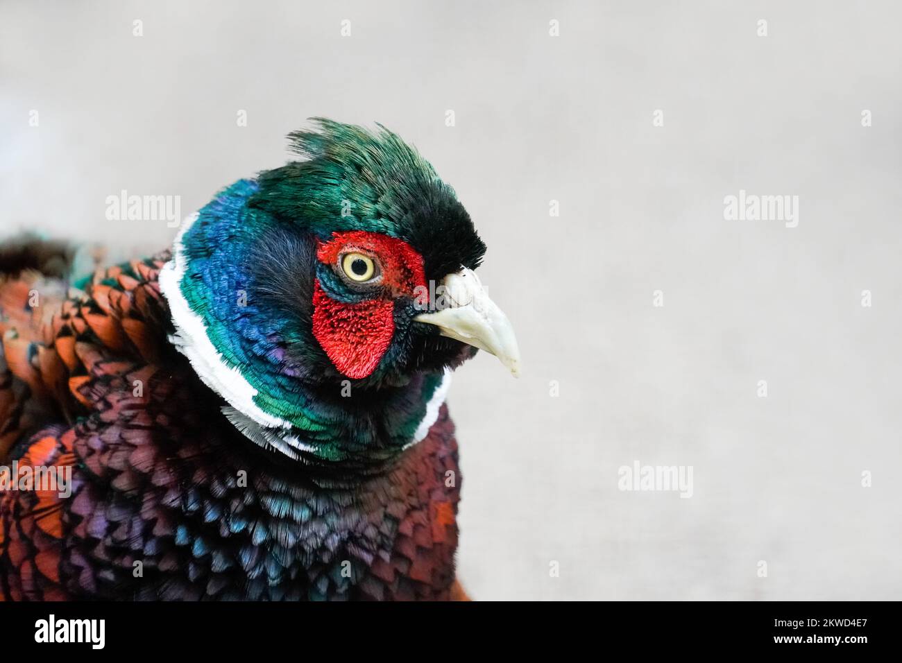 Chinese ring-necked pheasant with colorful plumage. Bird close-up ...