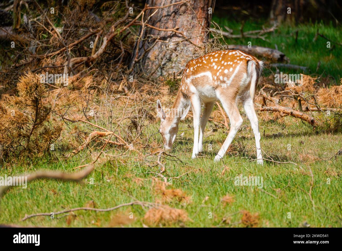 Fallow deer in the forest. Animal in natural environment. Dama dama ...