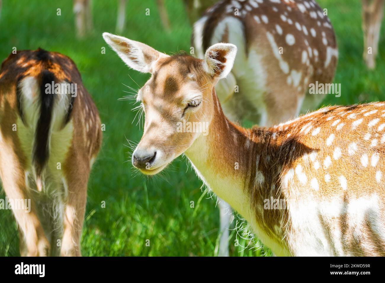 Fallow deer in the forest. Animal in natural environment. Dama dama ...