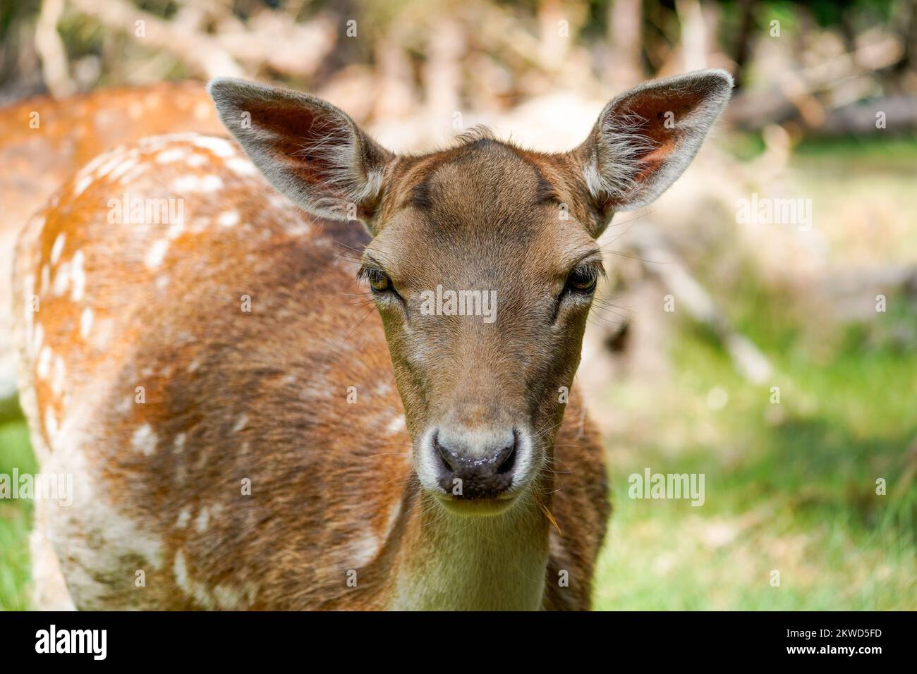 Fallow deer in the forest. Animal in natural environment. Dama dama ...