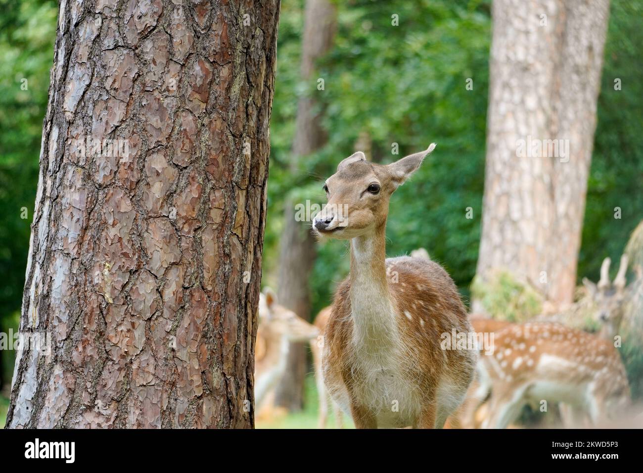 Fallow deer in the forest. Animal in natural environment. Dama dama ...