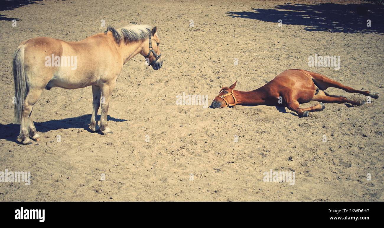 Dead horse sleeping horse hi-res stock photography and images - Alamy
