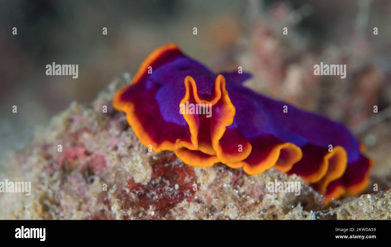 Finding underwater invertebrates on coral reef in the pacific Ocean ...
