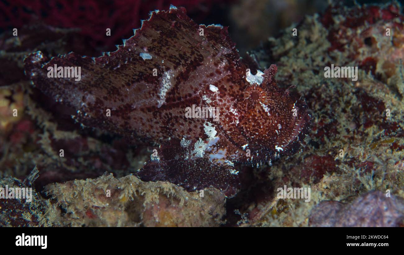 Beautiful coral reef fish in Indonesia on Scuba diving site Stock Photo ...