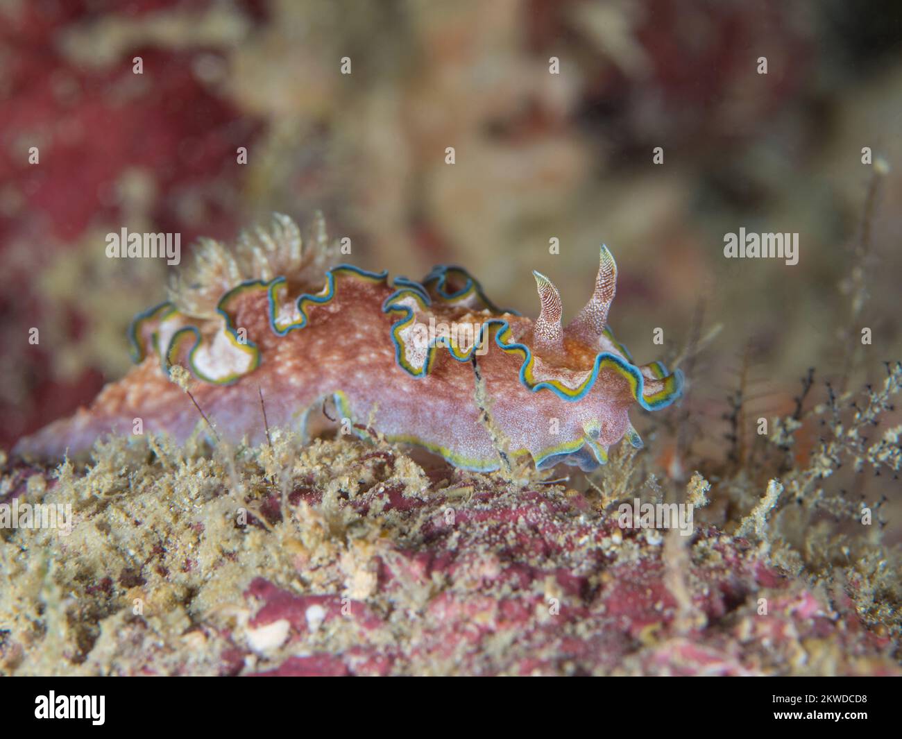 Red spots nudibranch hi-res stock photography and images - Alamy