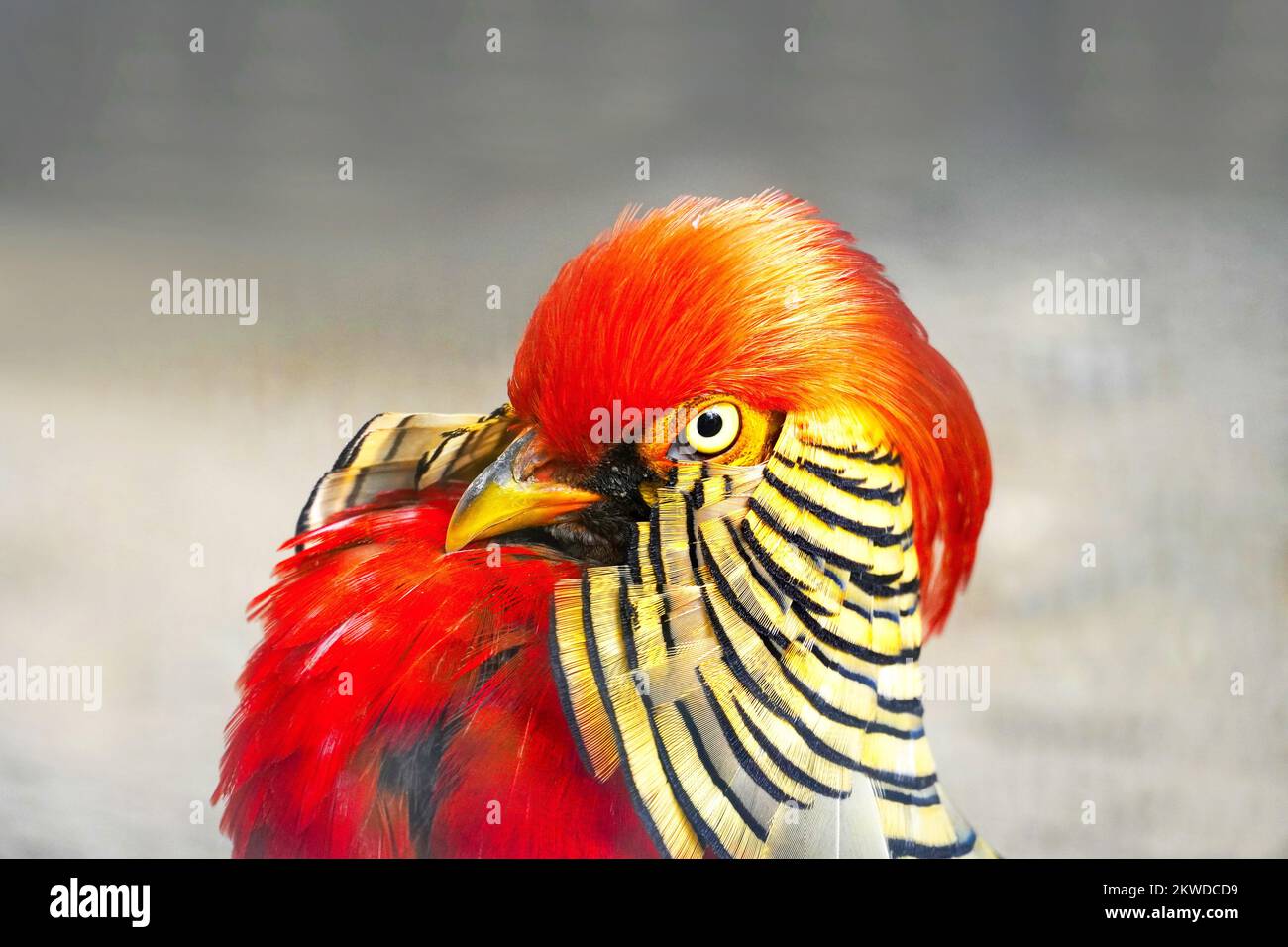 Golden pheasant with colorful plumage. Bird close-up. Chrysolophus ...