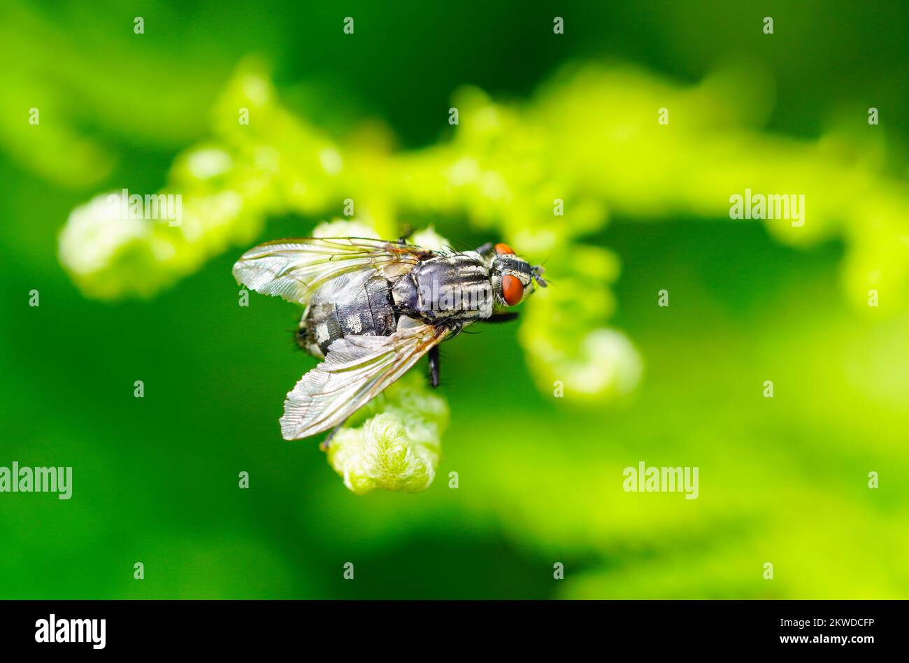Gray insect hi-res stock photography and images - Alamy