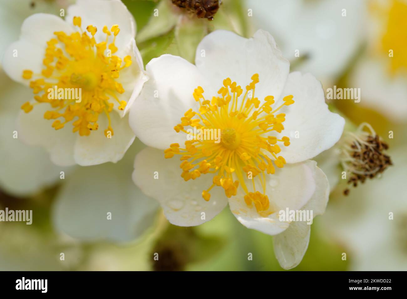Rosehip blossoms. Flowering plant close-up. Rosa canina Stock Photo - Alamy