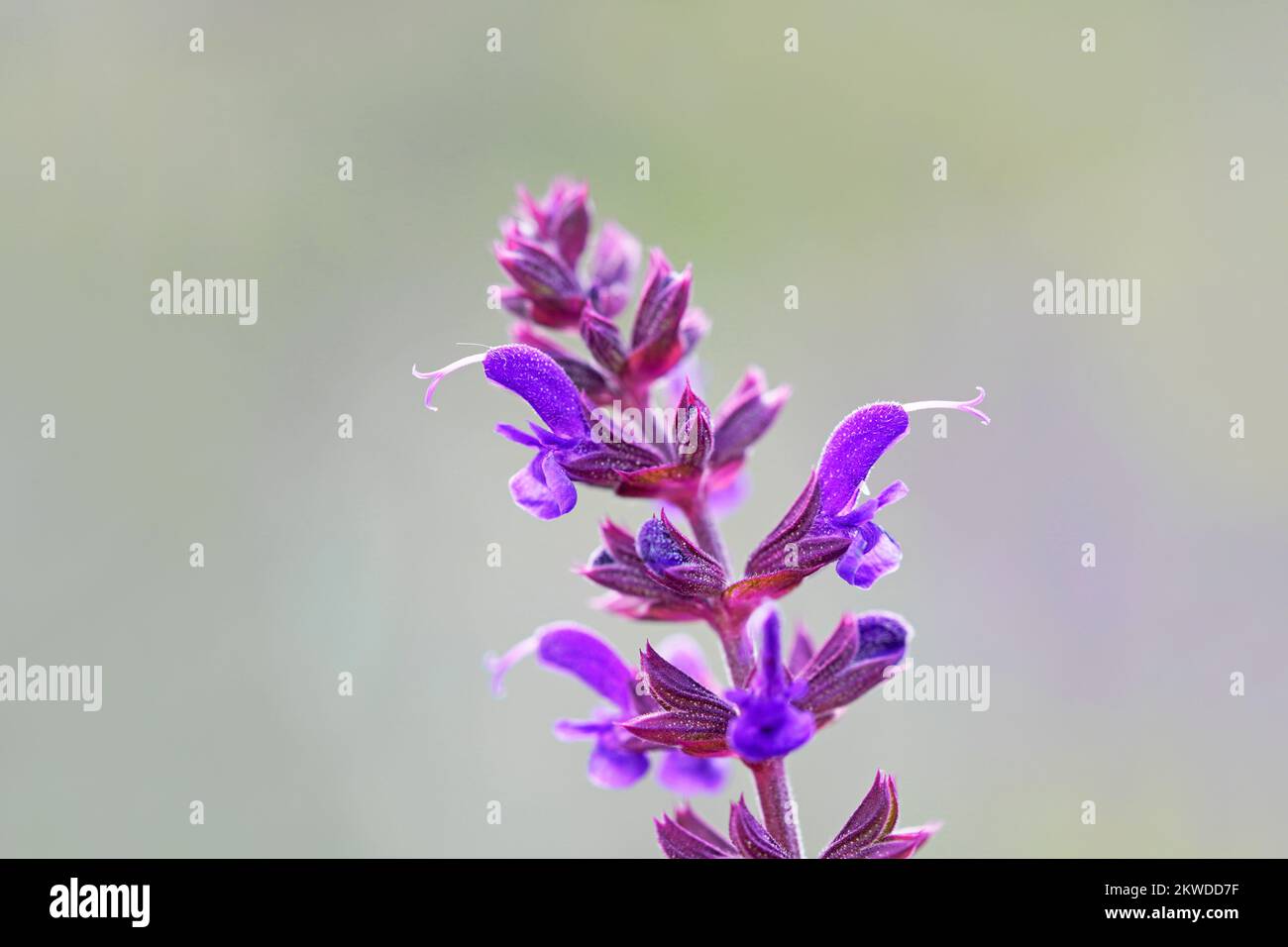 Wood sage flower close-up. Salvia nemorosa Stock Photo - Alamy
