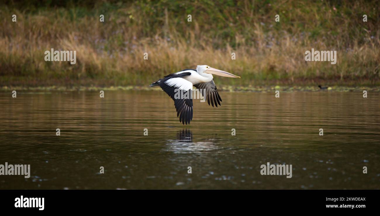 Australian pelican flying over a lake in Queensland, Australia Stock ...
