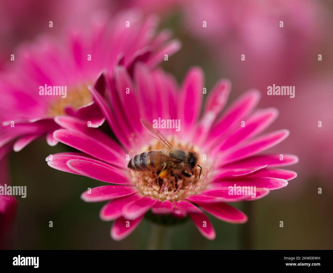 European bee in a botanical garden in Queensland, Australia Stock Photo ...