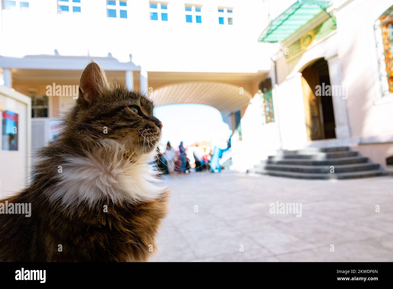 Stray cats of Istanbul. Stray cat in the courtyard of Aziz Mahmud ...