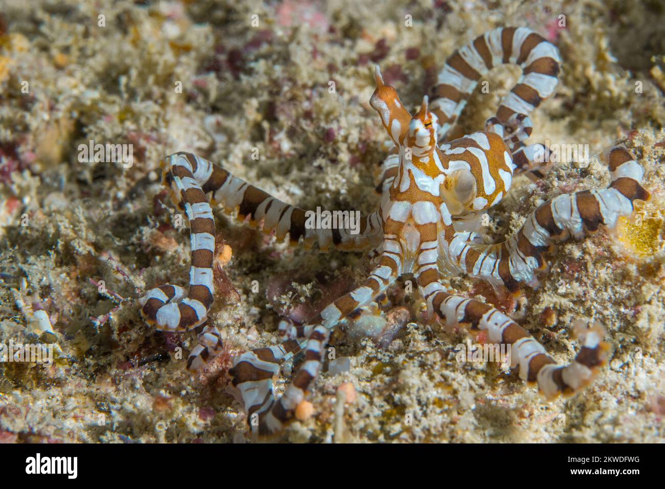 Wonderpus photogenicus crawling around sea floor beside coral reef in ...
