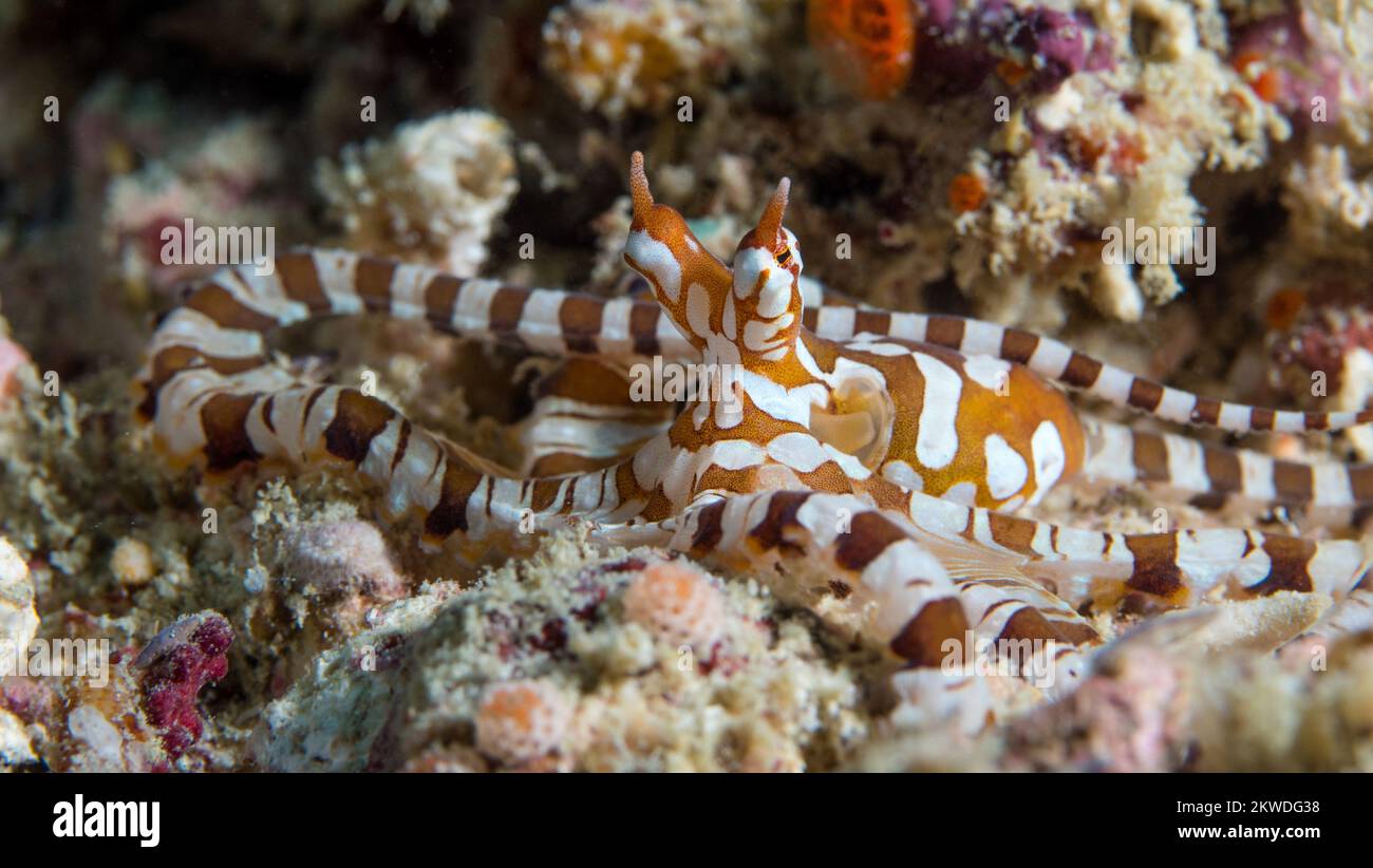 Wonderpus photogenicus crawling around sea floor beside coral reef in ...