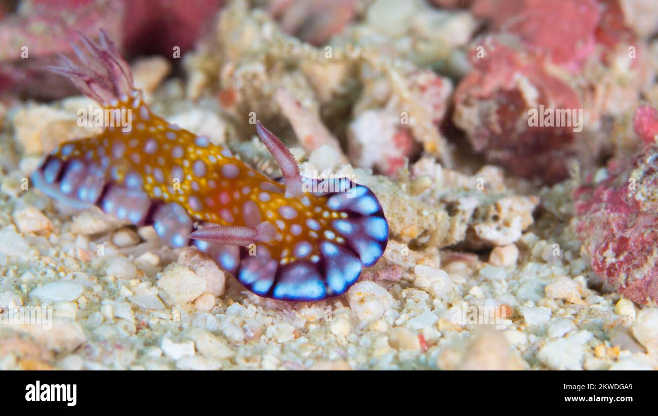 Colorful nudibranch sea slug crawling above coral reef in the Indo ...